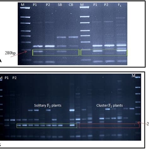 Linkage Map Showing The Linkage Of Cl Gene Governing Solitary Fruiting