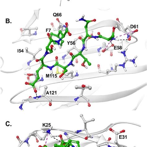 A Human Pd 1 PdÀ L1 Interfaces Identified In Crystal Structure Pdb