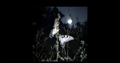 Project 2b Poster Design