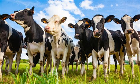 Artificial Selection Cows Artificial Selection Cows