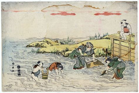 Clam Digging Stock Image C0161834 Science Photo Library