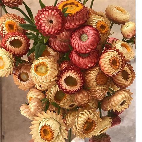 Botanicaetcetera On Instagram Maggieshepherd Detail From An Image