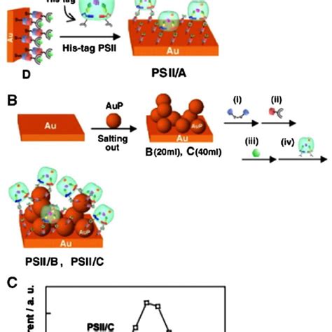 A Synthesis Of The His Tagpsii Photoactive Assembly On A Planar Au Download Scientific Diagram