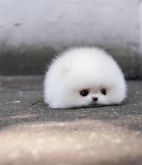 더쿠 귀여운 하얀솜뭉치