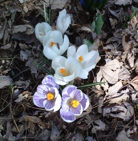 Crocus Identification Health Benefits Uses Invasive Concerns And