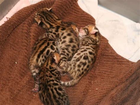 Kitten Progression Early Stage Age Chart Milestones And More