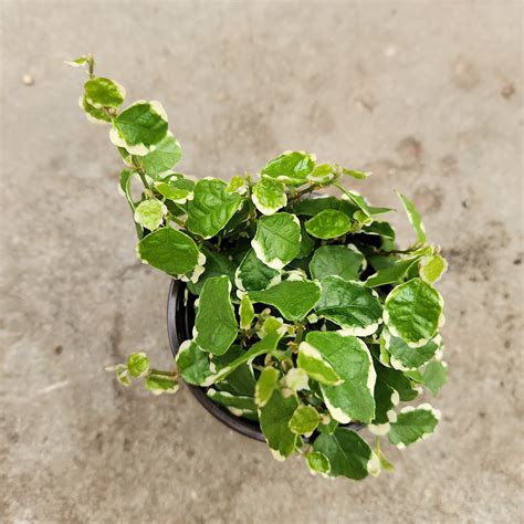 Ficus Pumila Quercifolia F Variegata Tropical Plantarium Serres