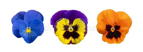 Violet Pansies Isolated Color Viola Close Up Viola Flowers Set Heartsease Collection Johnny