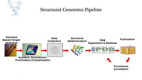 Structural Genomics Pptx