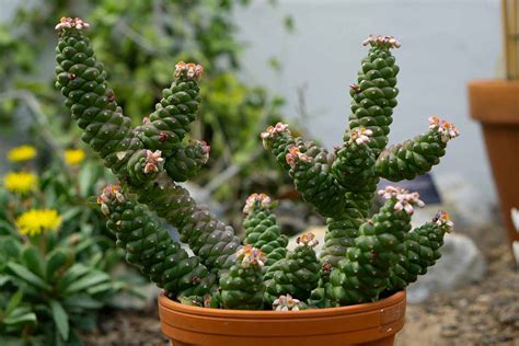 euphorbia plant care growing tips for euphorbia plants how to care for