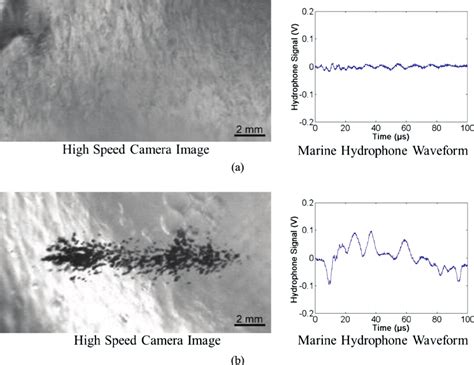 Example Waveforms Collected By Marine Hydrophone With Corresponding