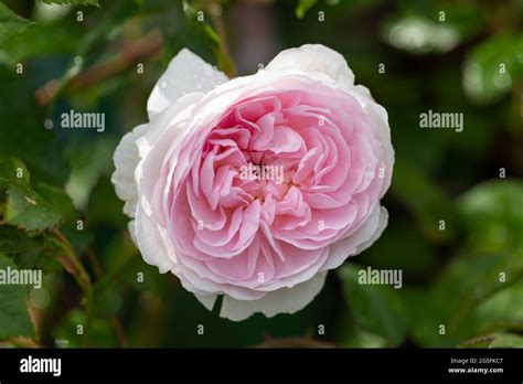 Rose silas marner hi-res stock photography and images - Alamy