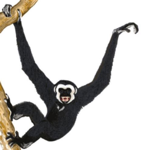 Junzi Sciifii Wiki Fandom