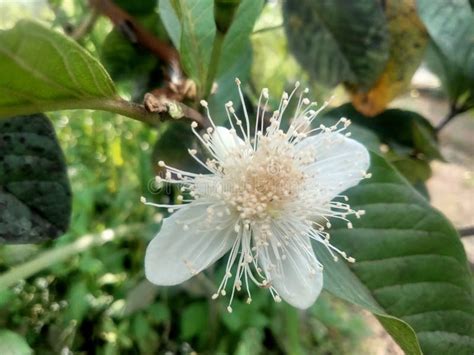 Guava Blossoms Have Male And Female Flowers Growing From The Leafand X27