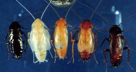 Is This A Natural Event In The Roachs Life Or What Rinsects