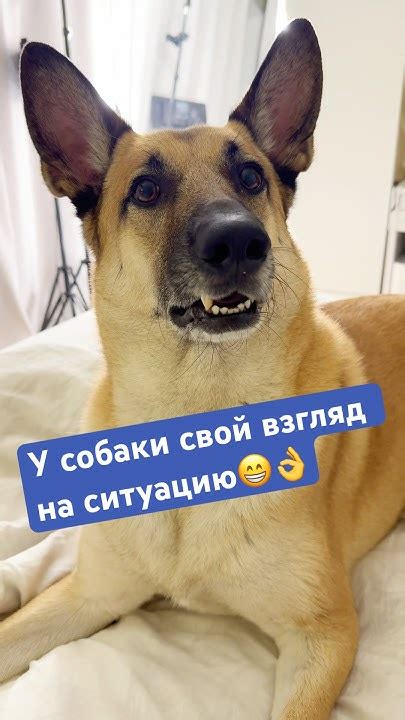 Собака знает почему😁👌 собака животные питомец жиза Tiktok тикток