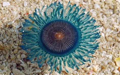 Blue Button ClimateWatch Australia Citizen Science App