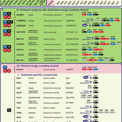 Distribution And Comparative Genomic Analysis Of The New Class Ecf