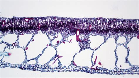 Water Lily Leaf Cross Section