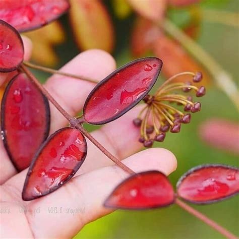 خرید و قیمت هویا رزیتا گیاه آپارتمانی، گل طبیعی، گل آویز، هویا روزیتا، هویا ابلق ترب