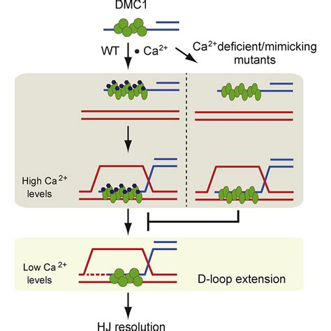 The Role Of Bivalent Ions In The Regulation Of D Loop Extension