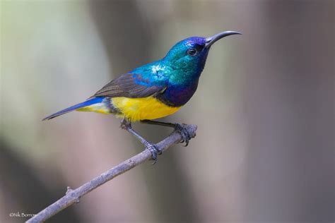 Variable Sunbird Cinnyris Venustus Falkensteini Male Breed Flickr