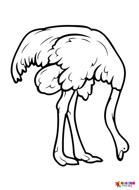 30 Emu Coloring Pages Free Printable Pdf And Online Coloring