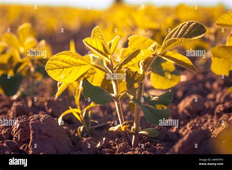 Glycine Max Soybean Soya Bean Sprout Growing Soybeans On An