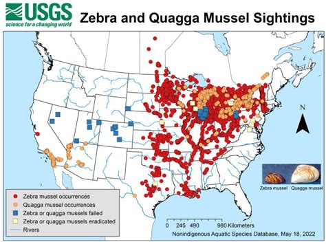 Dont Move A Mussel Mussel Species
