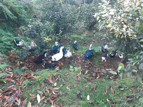 შინაური ფრინველები და ცხოველები