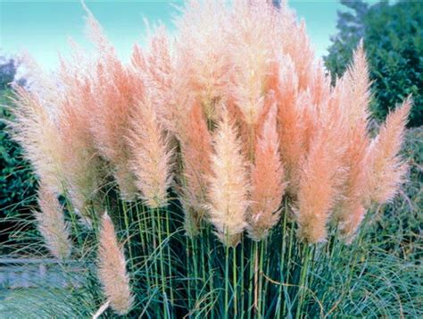 Pink Pampas Grass 4 Pot Cortaderia Selloana Rosea Hirts Gardens