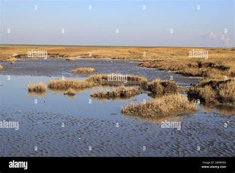 Dry Grass And Grass Polls At The Mudflat In A Marsh Along The