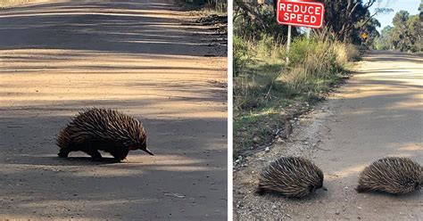 All Aboard Rarely Seen Echidna Mating Train Caught On Camera