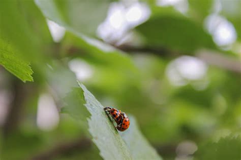 40 Animal Sex Ladybug Sexual Activity Photos Taleaux Et Images Libre De Droits Istock 40 Animal Sex Ladybug Sexual Activity Photos Taleaux Et Images Libre De Droits Istock
