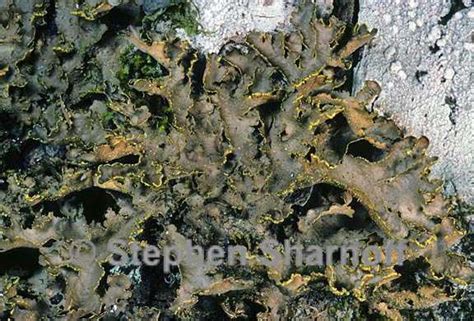 Pseudocyphellaria Crocata