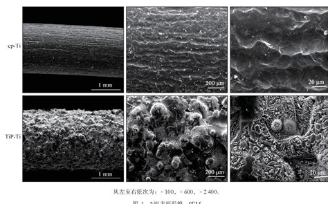 Figure 1 From Effect Of Micronanoscaled Ti Phosphateti Oxide Hybrid Coating On The