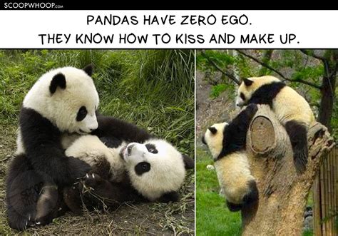 Panda Eye Makeup Meme Mugeek Vidalondon