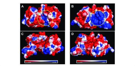 Surface Electrostatic Potential Analysis Of Rs Ptxd And Ct Ptxd A