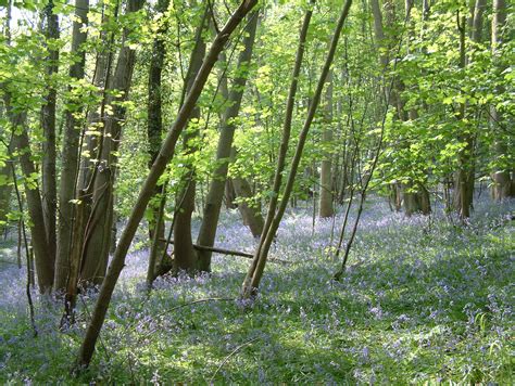 Portbury Travel Guide Best Of Portbury Bristol Travel Expedia Co Uk