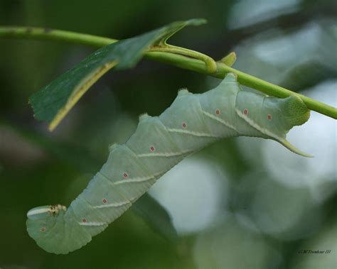 Waved Sphinx Moth Caterpillar By Natureguy On Deviantart