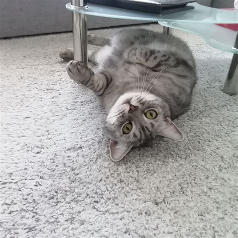 Daniel Brenner Youtube