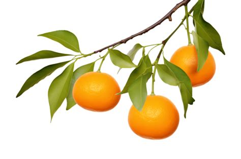 Orange Branch Pngs For Free Download