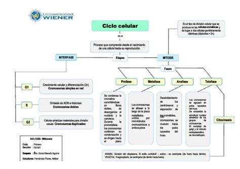 Pdf Mapa Conceptual 12 Mitosis Pdf