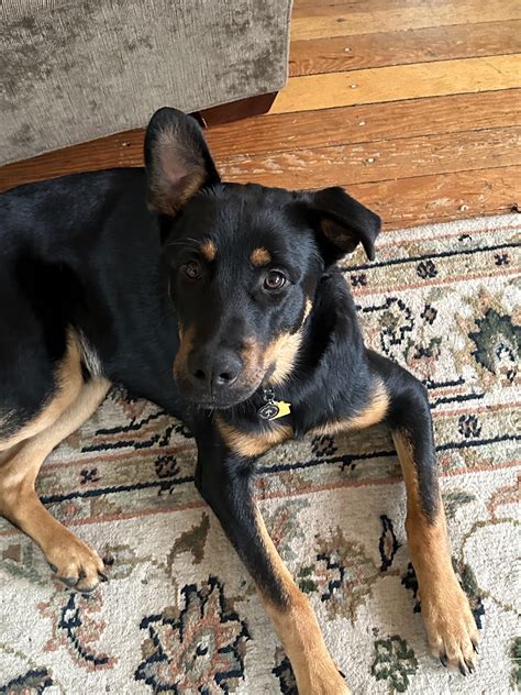 Pommerscher Rottweiler Mix 2e Nestje Van Zoë Geboren Op 23 03 2024