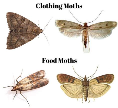 How To Get Rid Of Mealworms And Meal Moths