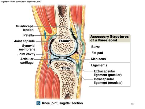 Fundamentals Of Anatomy And Physiology Ppt Download