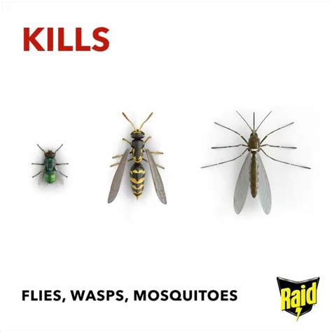 Raid Protector Fly Wasps And Mosquito Killer 300ml Jiomart