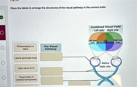 Part A Place The Labels To Arrange The Structures Of The Visual Pathway In The Correct Order
