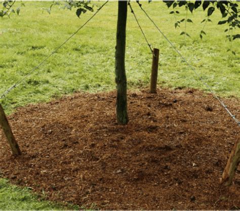 Staking Trees The Home And Garden Center