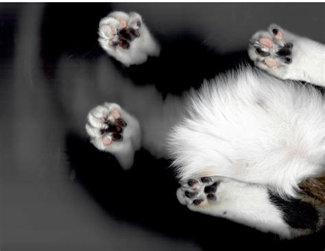 Multi Colored Beans Scrolller